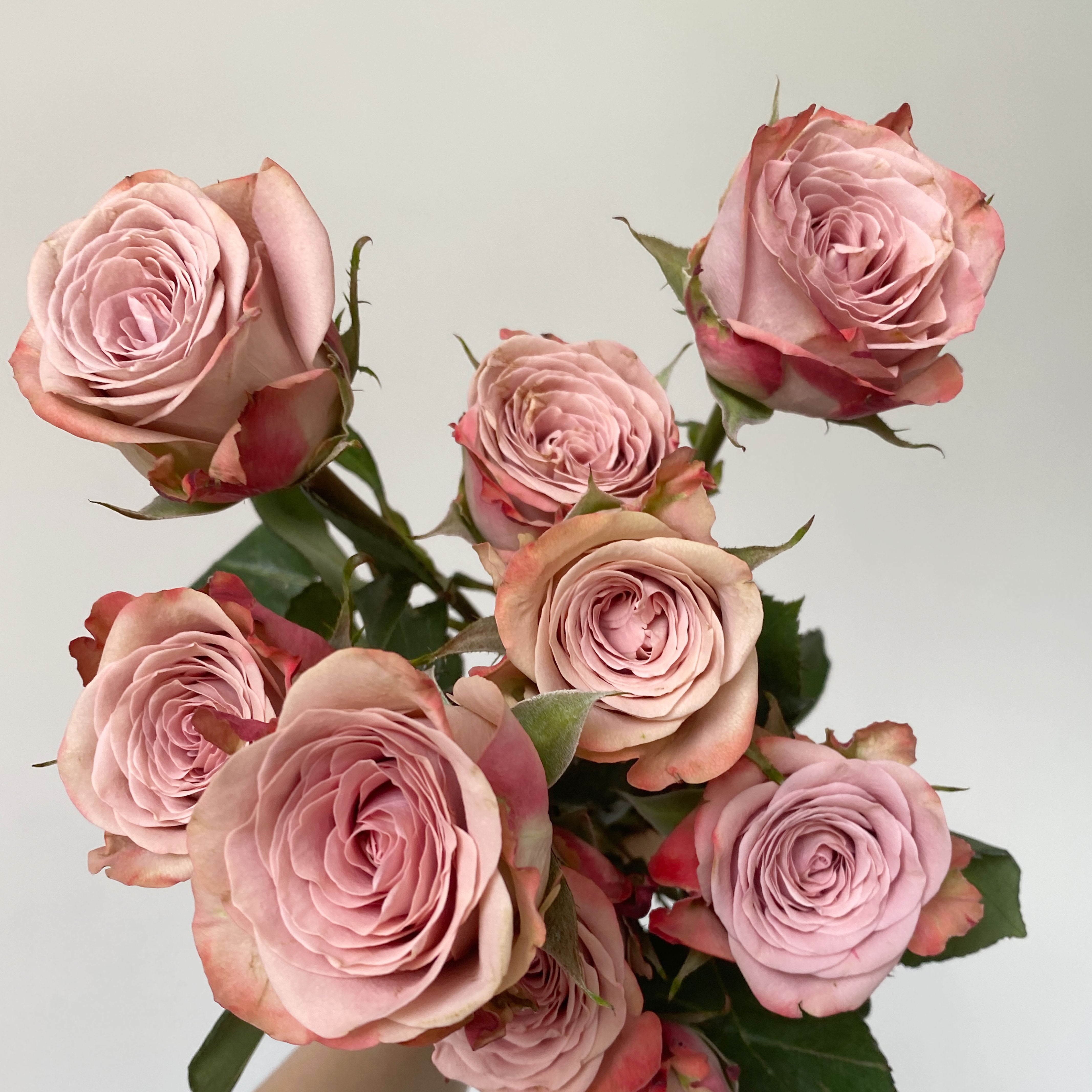 FLOWER LAB SINGAPORE | Cappuccino Roses Bouquet | Online Flower Delivery